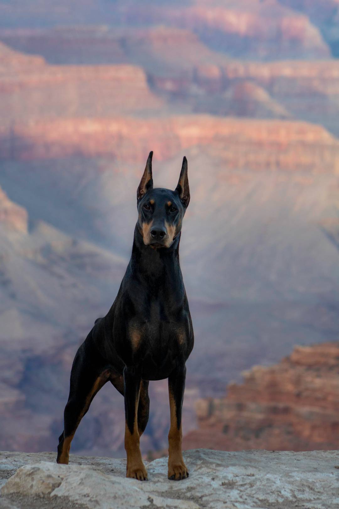 American Doberman